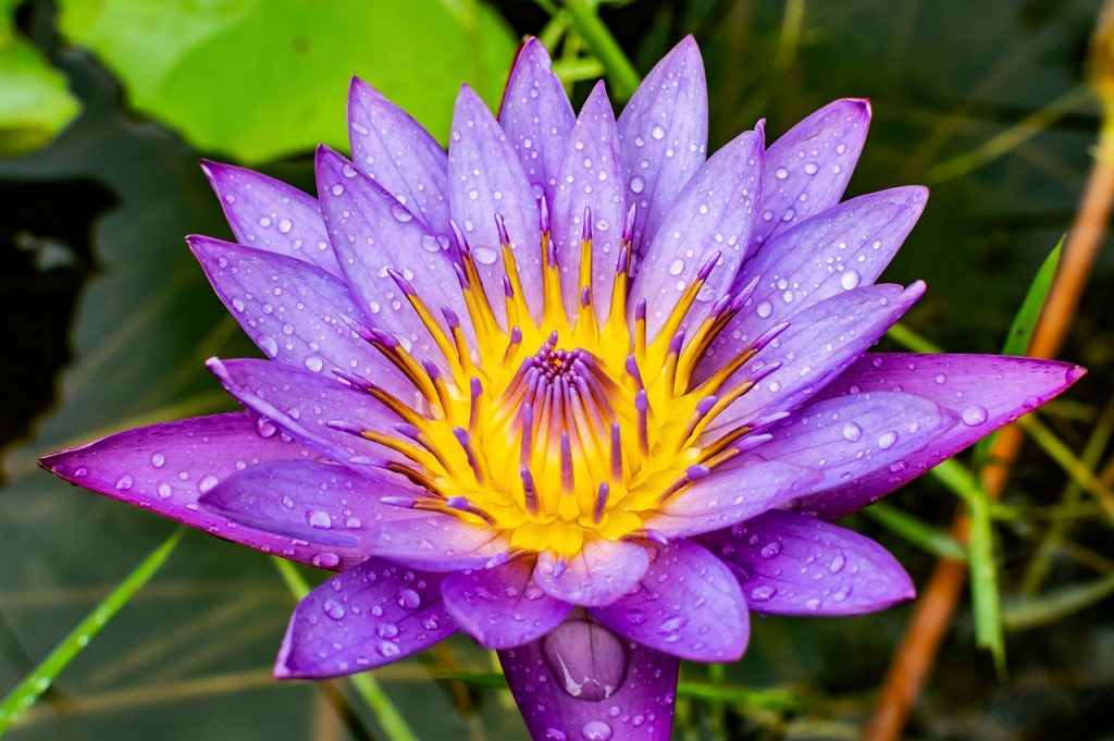 Loto azul (Nymphaea caerulea) - Sweed - Natural Products Loto Azul