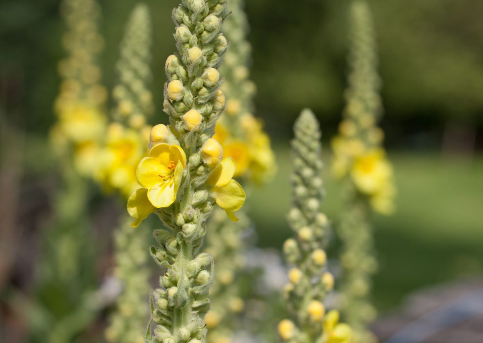 Plantas que se pueden fumar - Sweed - Natural Products